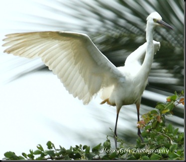 I M A G E S of N A T U R E: My Collection of Birds from birding trips.
